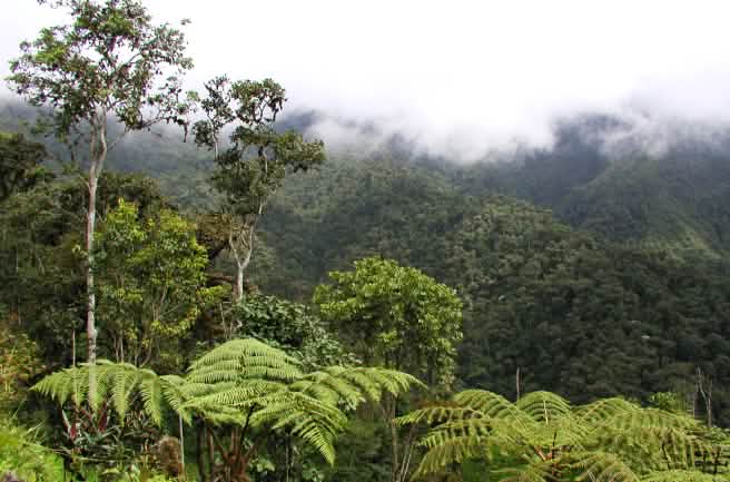 Projects of our partners on the ground - Rainforest Rescue - Rainforest ...