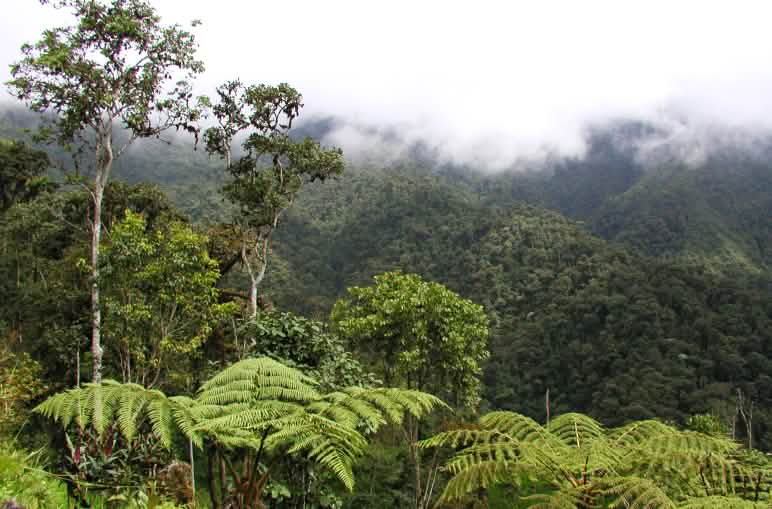 Projects of our partners on the ground - Rainforest Rescue - Rainforest ...