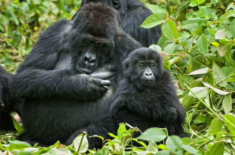 Donation alerts for rainforest conservation - Rainforest Rescue