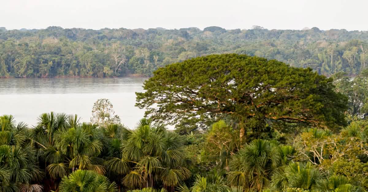 Ecuador: All eyes on Yasuní - Keep the oil in the ground! - Rainforest ...