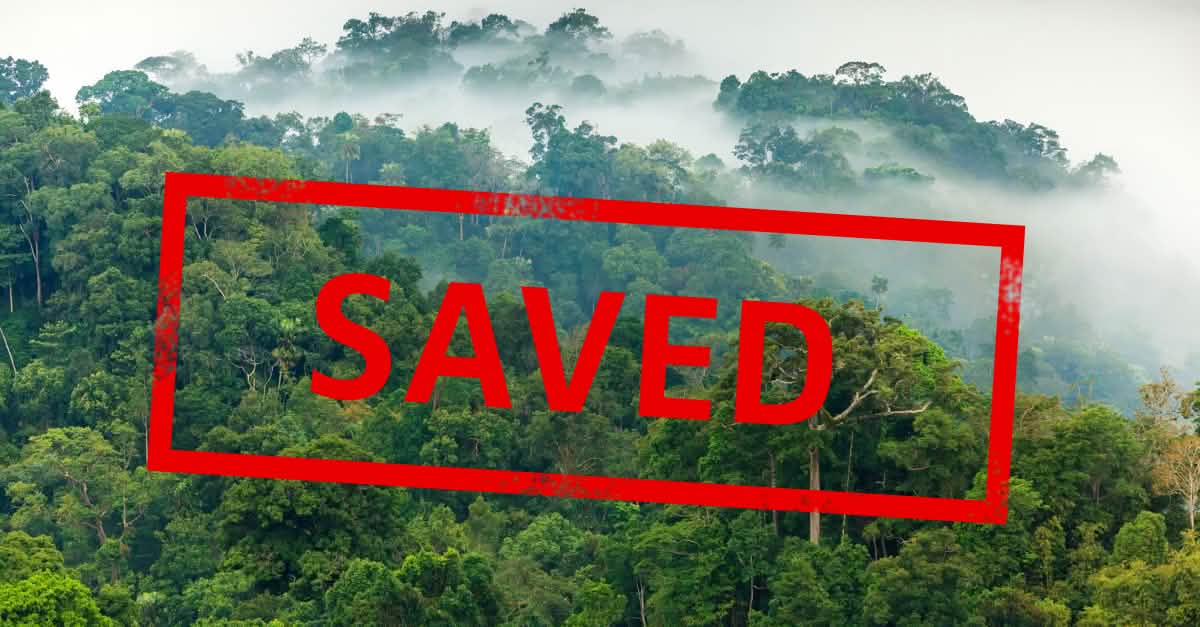 47,000 km² Amazon rainforest reserve safe! - Rainforest Rescue ...