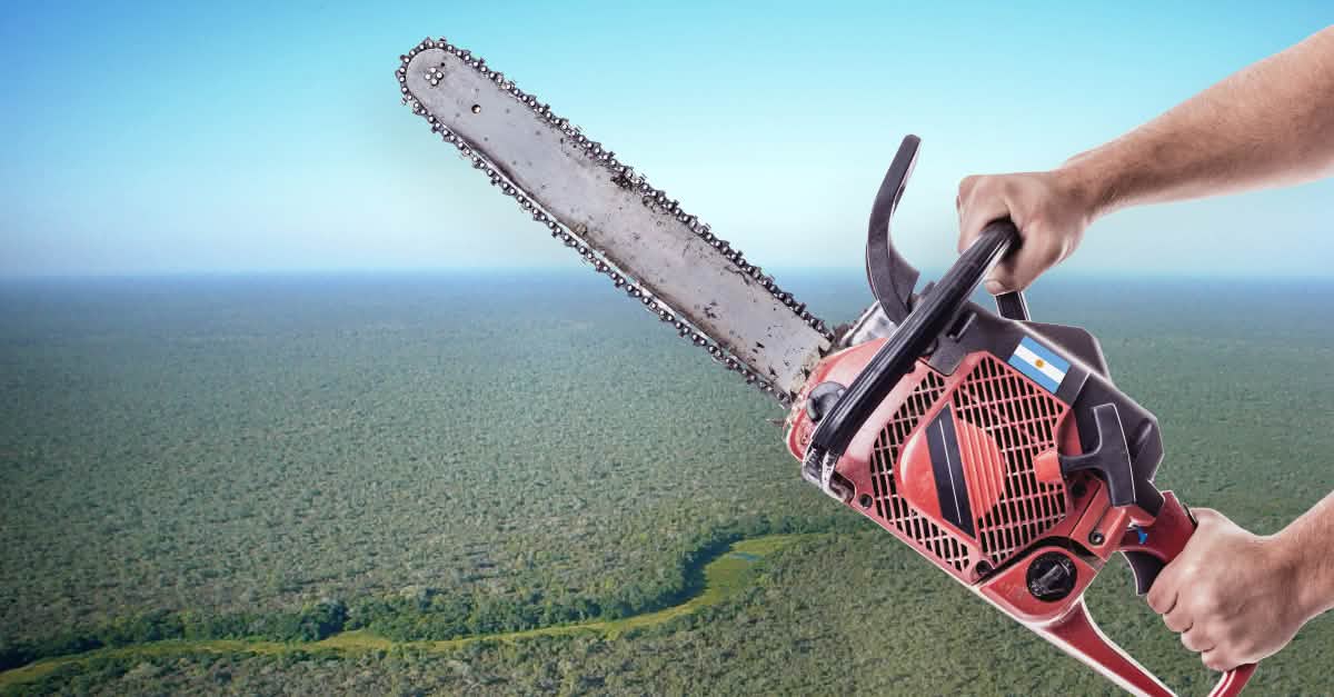 Argentina: Stop the Chaco forest chainsaw massacre! - Rainforest Rescue