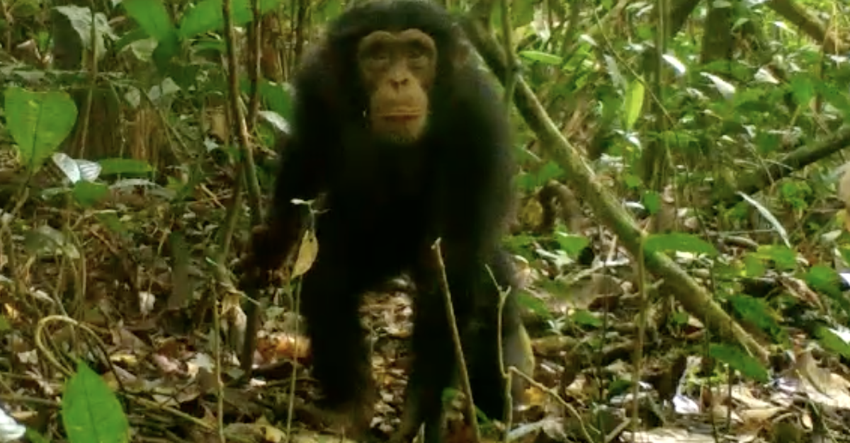 Liberia: Ecoguards patrol hundreds of kilometers on foot to protect ...