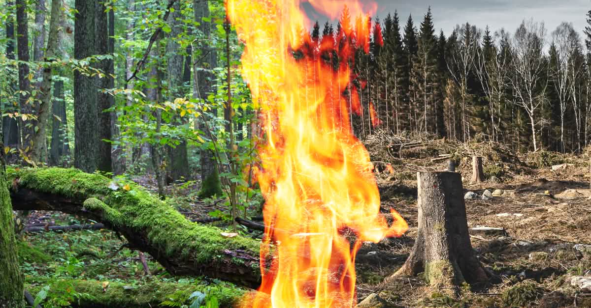 Tell the EU to protect forests, not burn them for energy! - Rainforest ...