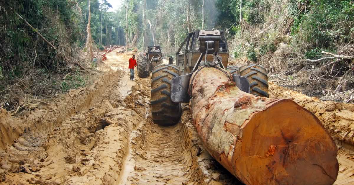 Conog And The Congo Rain Forest Africa