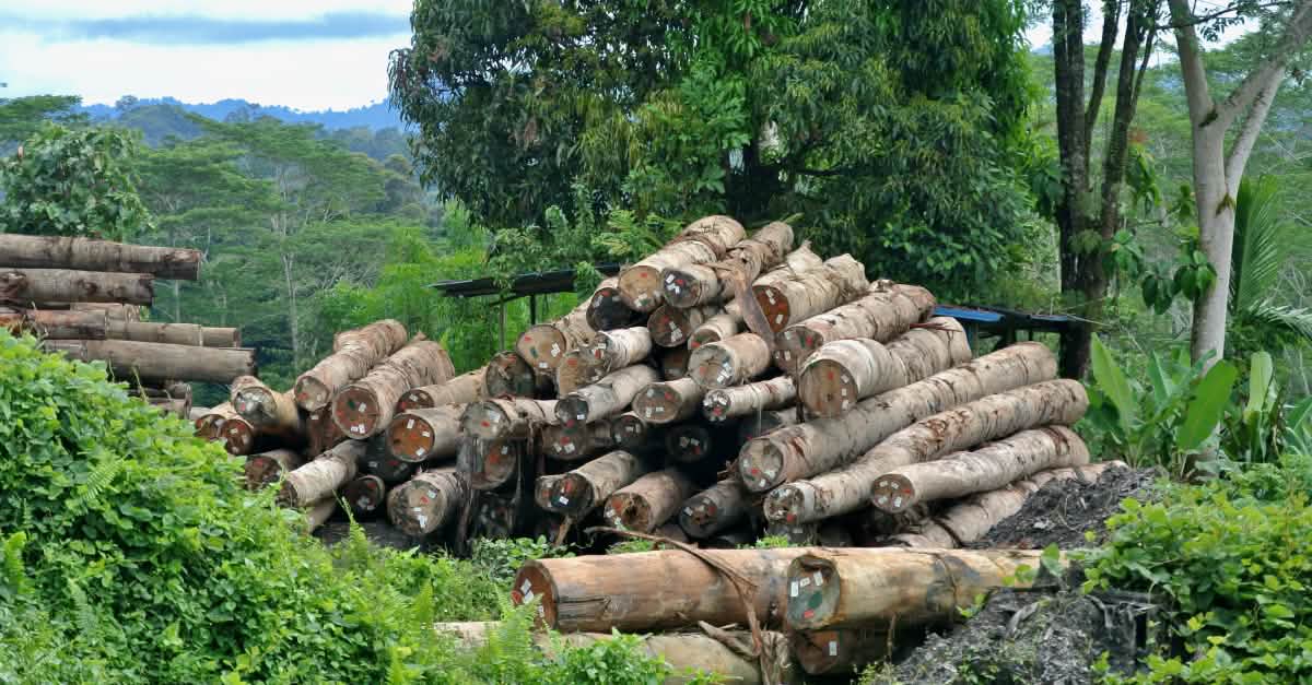 Tropical timber - Rainforest Rescue - Rainforest Rescue
