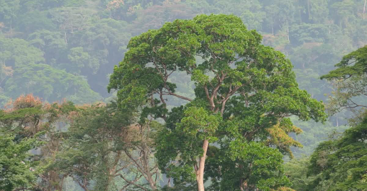 Nigeria: “superhighway” project through the rainforest stopped ...