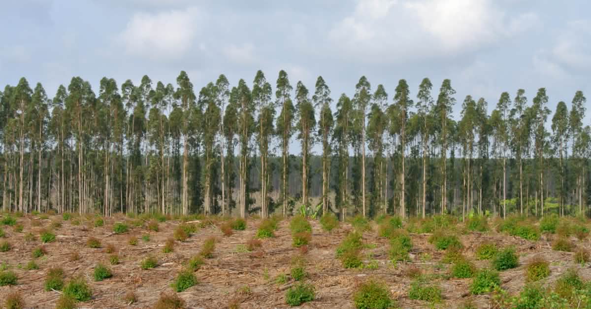 Stop genetically engineered trees! - Rainforest Rescue - Rainforest Rescue