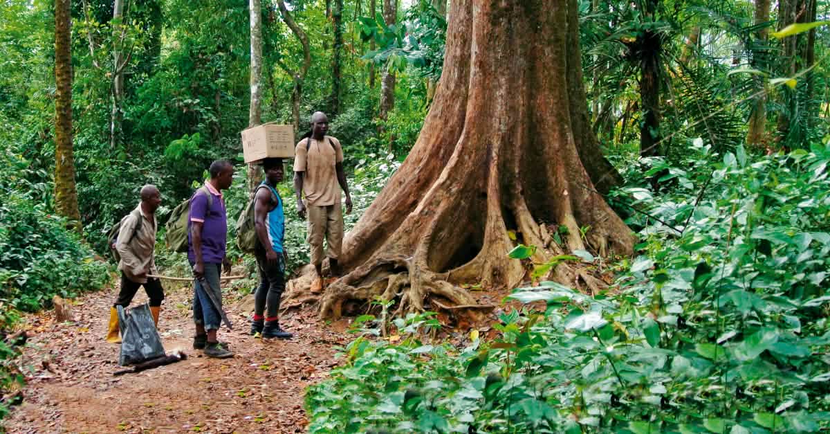 Eco-Guards: monitoring the forest at Afi Mountain - Rainforest Rescue ...