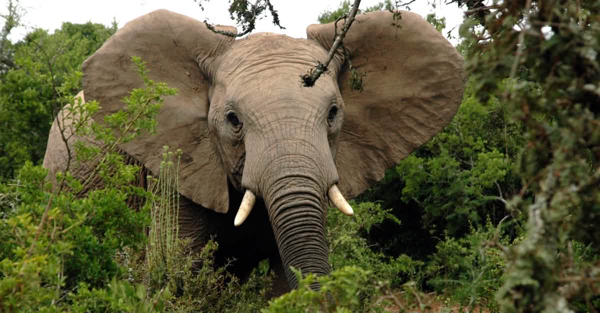 Ivory trade in the EU is (almost) history - Rainforest Rescue