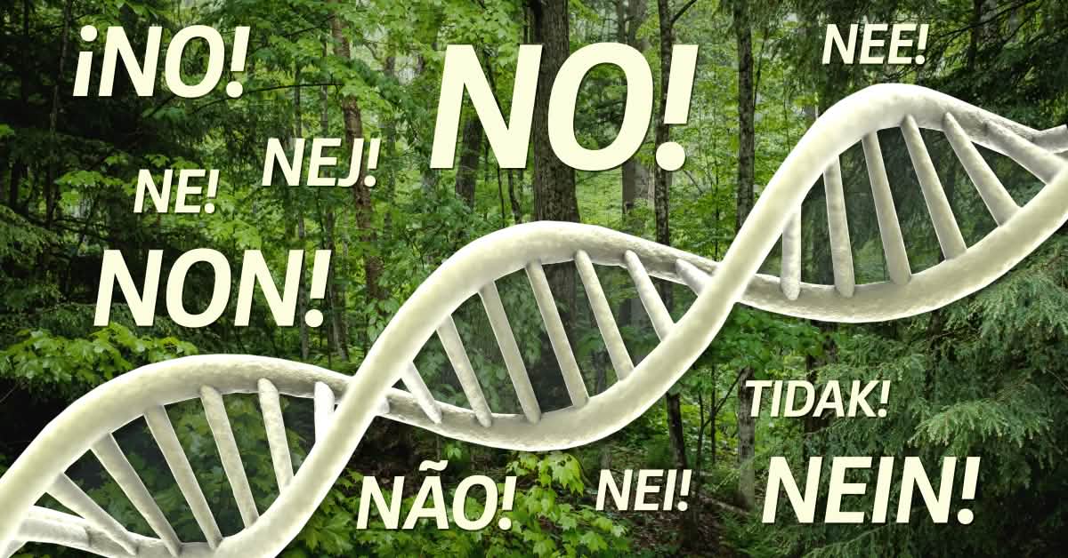NO to genetic engineering in our forests! - Rainforest Rescue ...