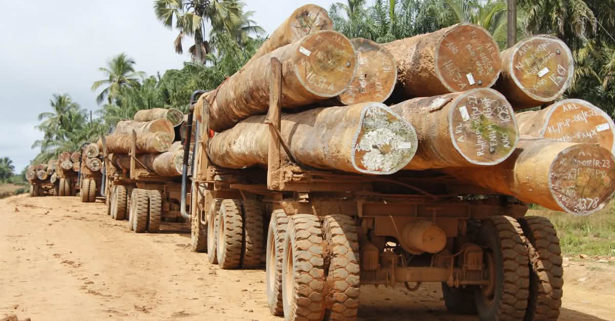 Keep Liberia’s illegal timber out of the EU! - Rainforest Rescue ...