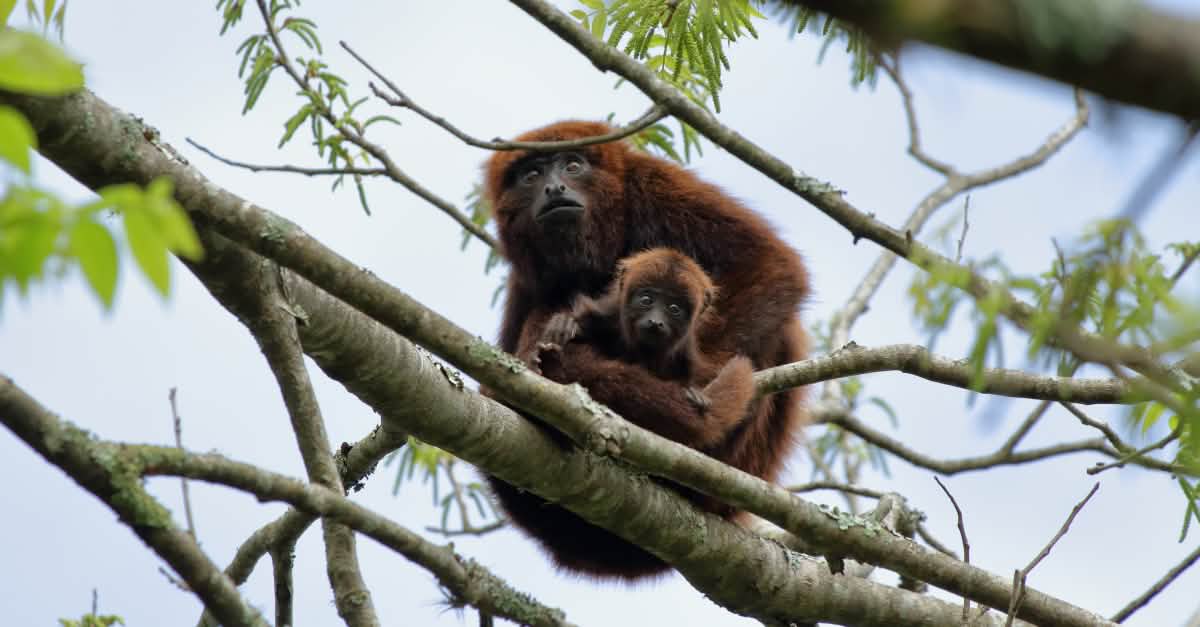 Brazil: Howler monkeys need protection from deadly electric shocks ...
