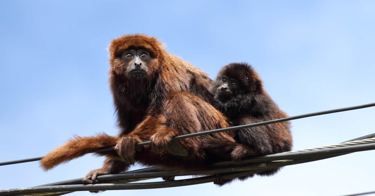 Brazil: Howler monkeys need protection from deadly electric shocks ...