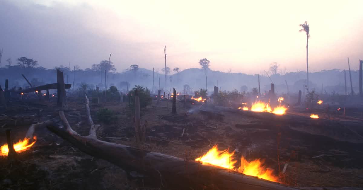 Stop the torching of the Amazon rainforest! - Rainforest Rescue ...
