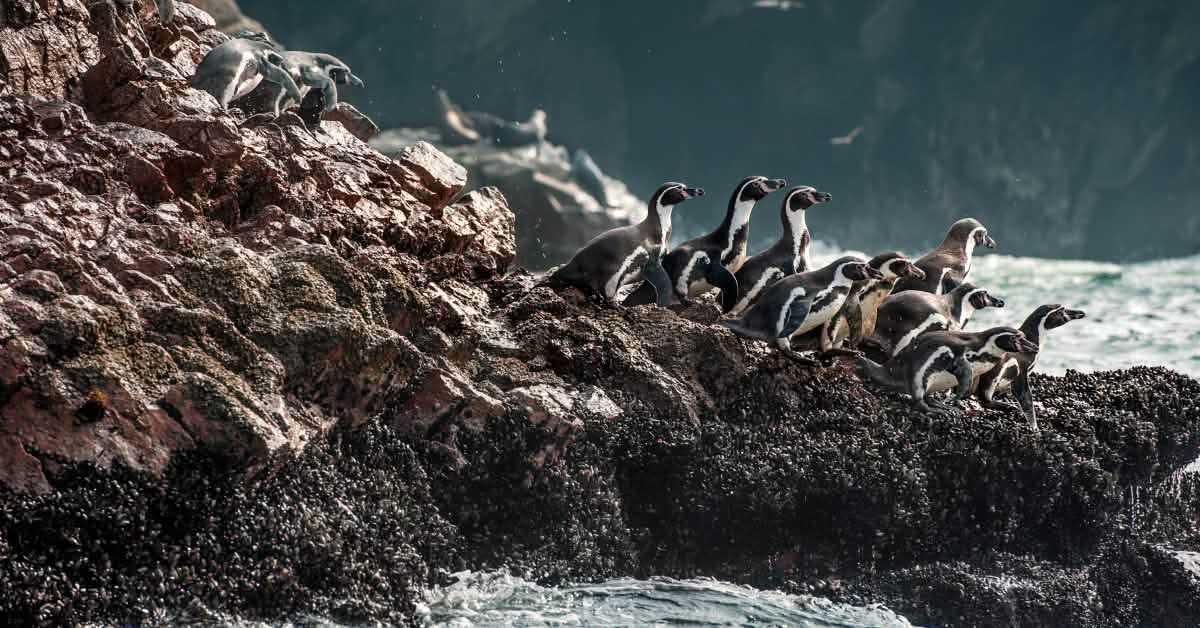 Chile protects Humboldt penguins, drops iron mine and loading port ...