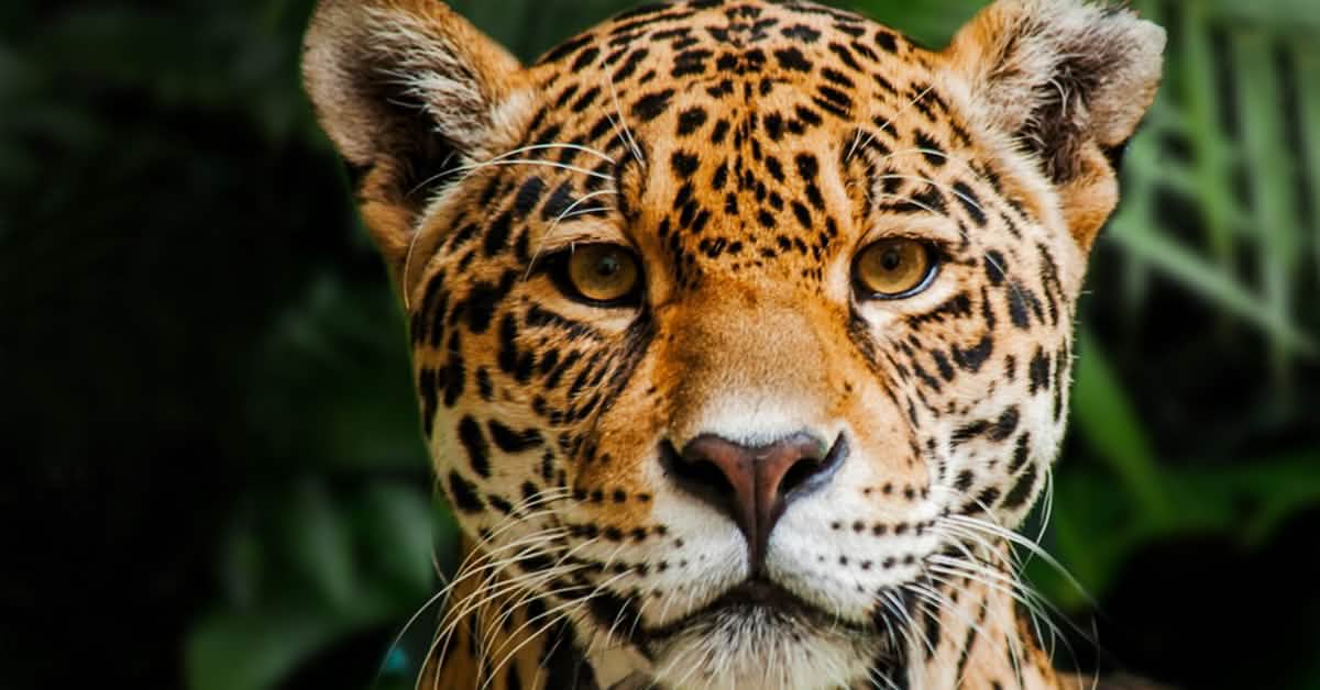 Protect Nicaragua's Indio Maíz and Bosawás rainforests! - Rainforest ...