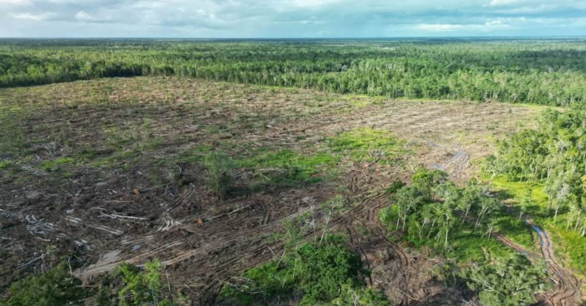 UN Calls for Explanation on Merauke Sugar and Ethanol Project after ...