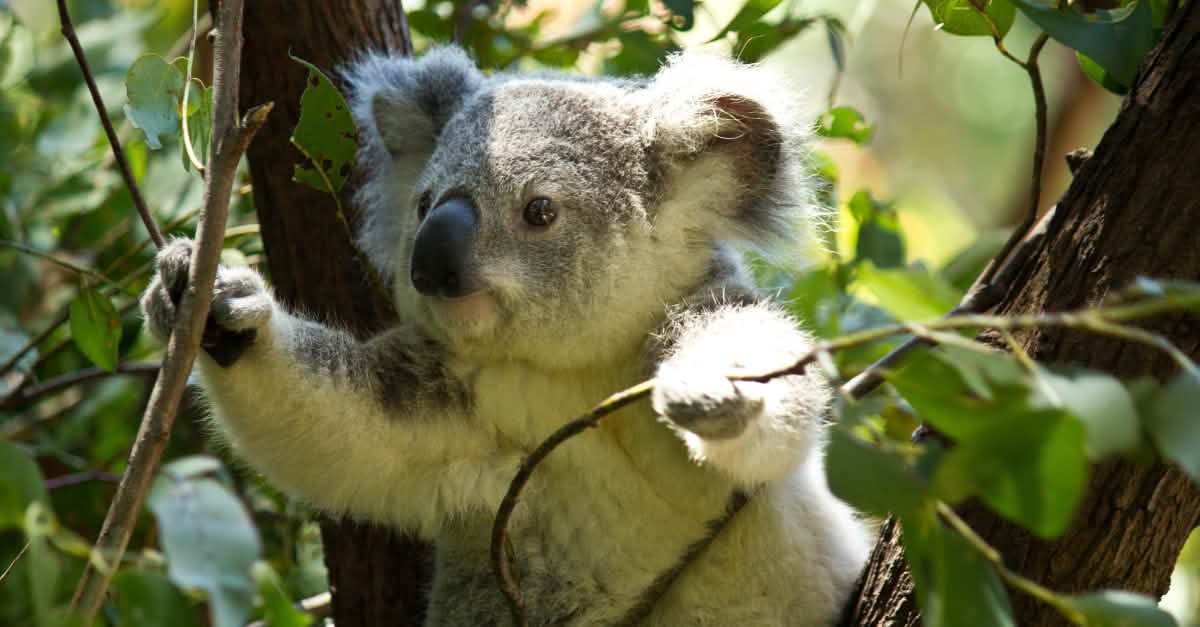 Australia: save the koalas’ forest! - Rainforest Rescue - Rainforest Rescue
