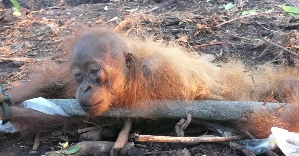 Palm Oil Orangutans