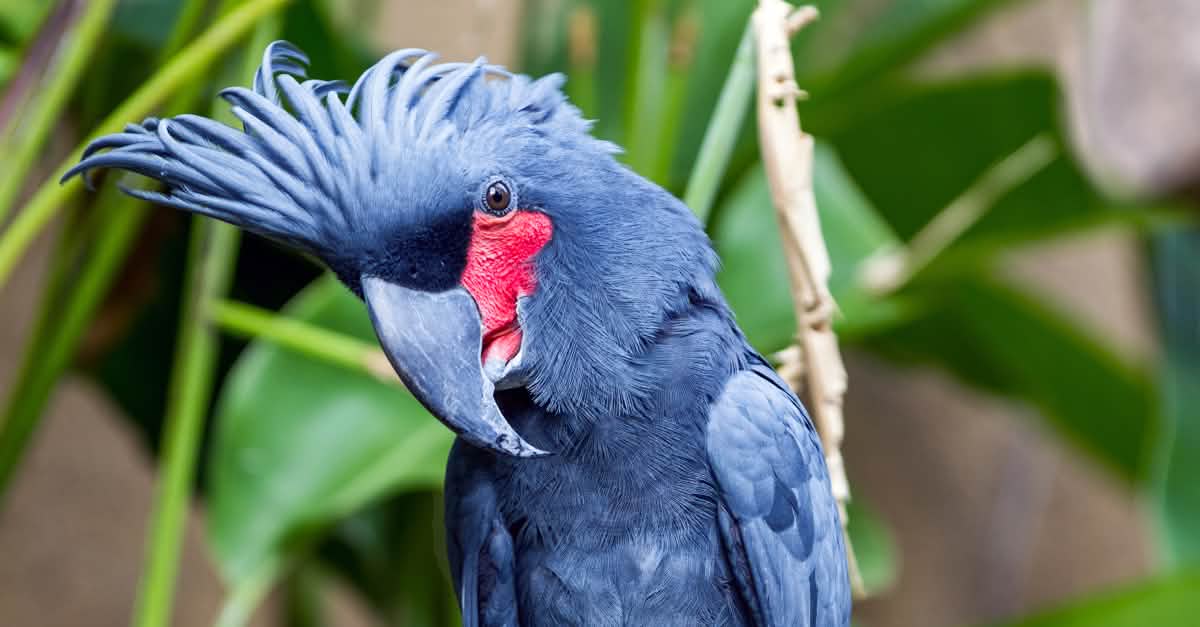 Giving captive birds their freedom - Rainforest Rescue