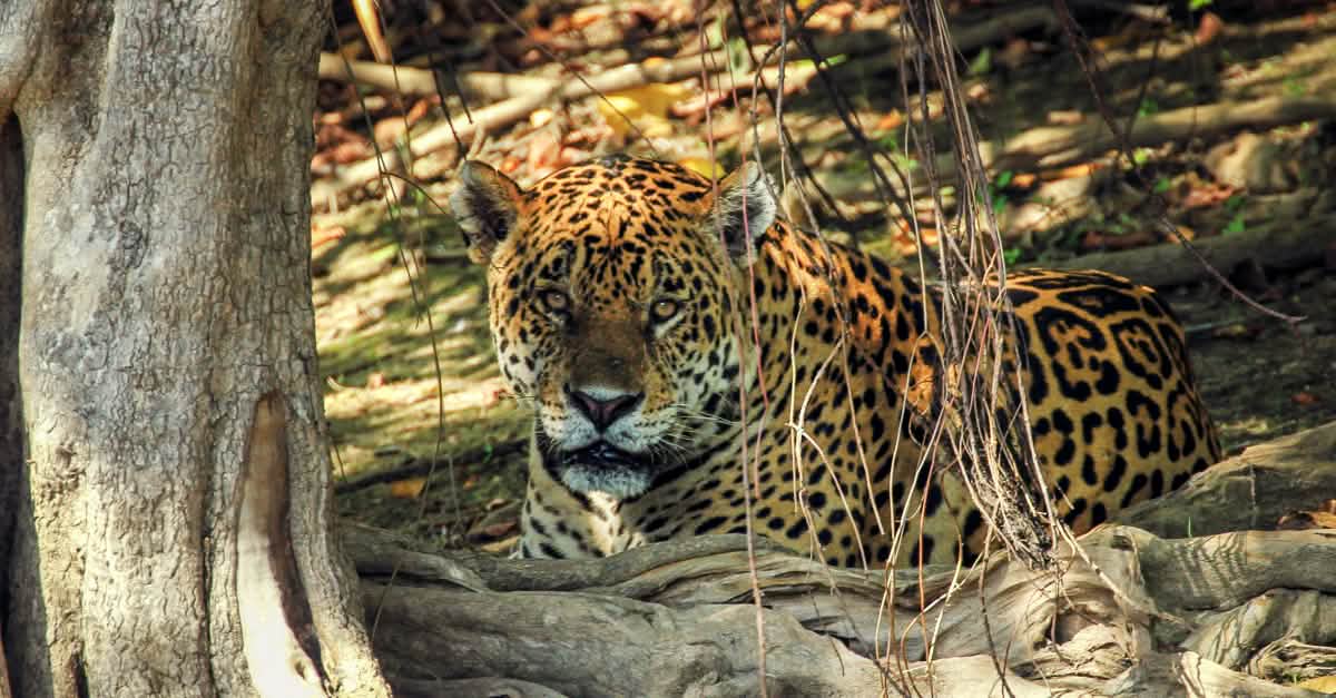 Stop the looming massacre of Brazilian wildlife! - Rainforest Rescue ...