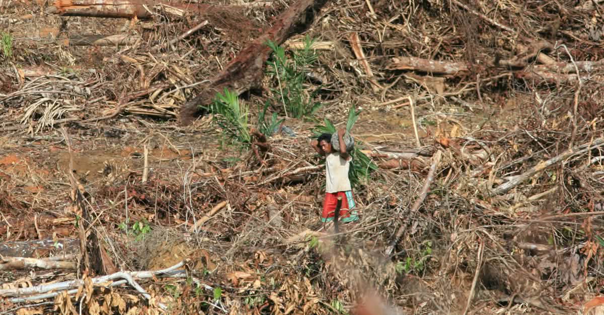 Study: Indonesia's “Food Estates” drive hunger and environmental ...