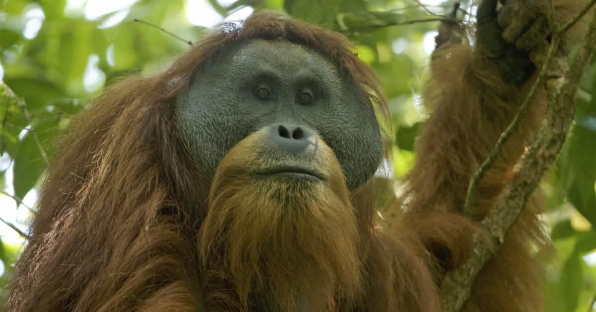 ALERT urges Indonesian president: save the world's rarest ape ...