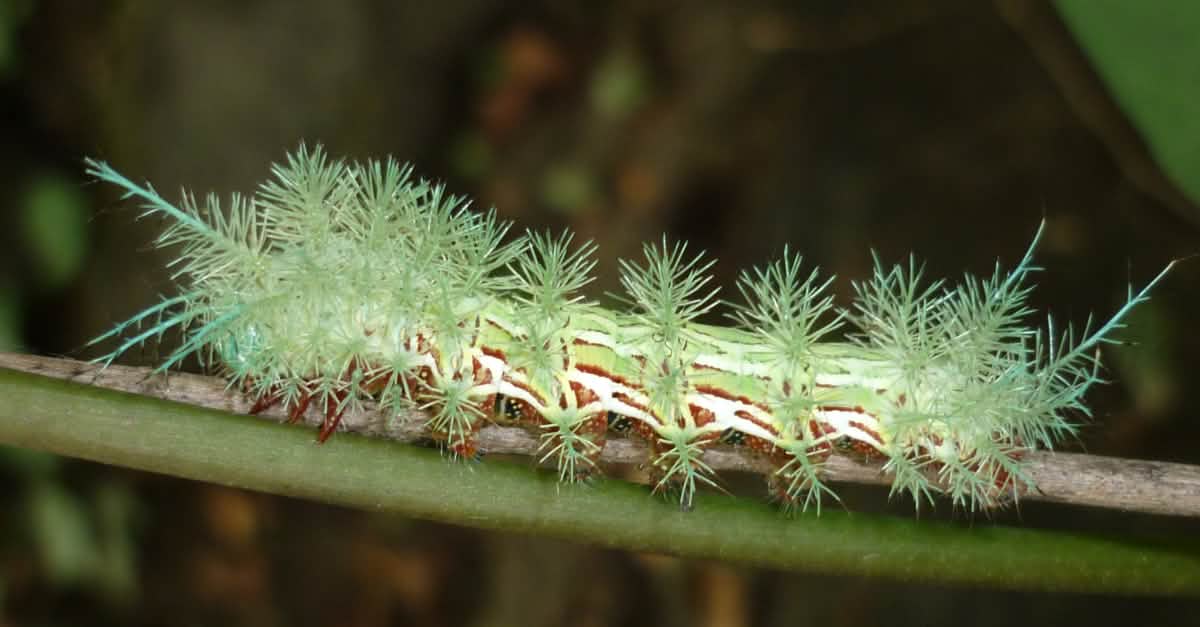 Questions and answers about biodiversity - Rainforest Rescue