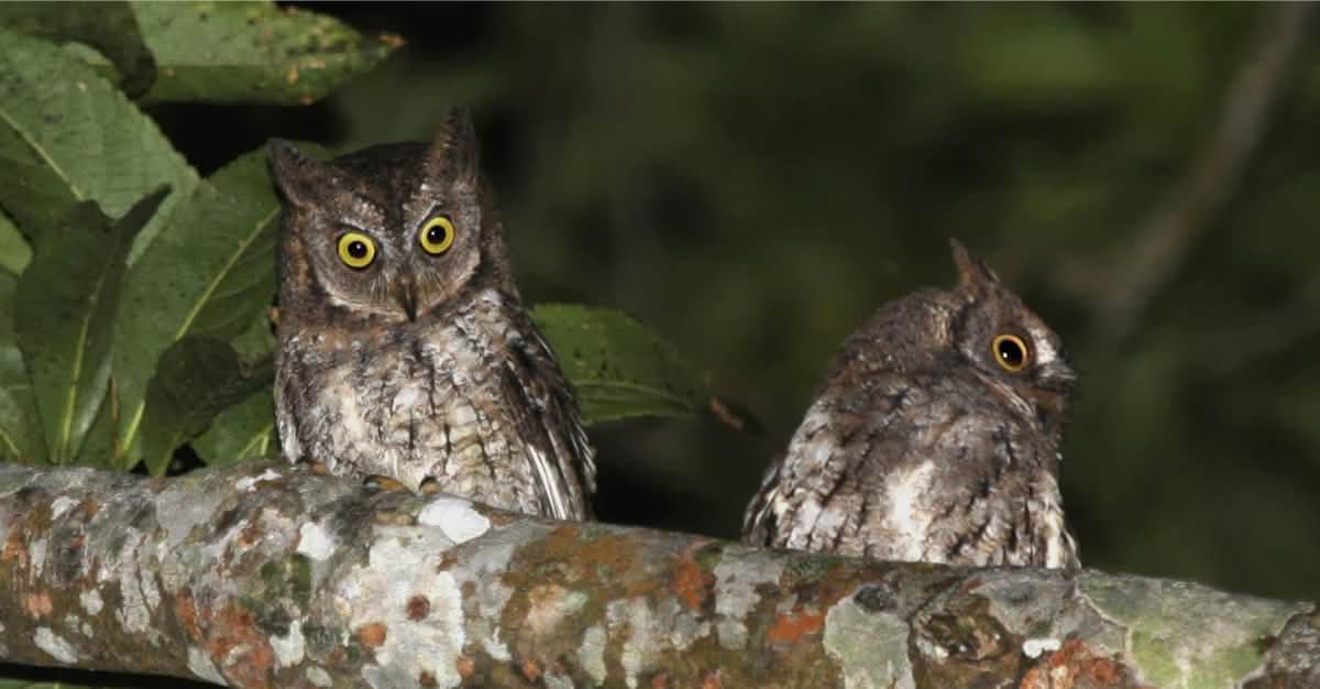 Harry Potter and Indonesia's owls - Rainforest Rescue - Rainforest Rescue