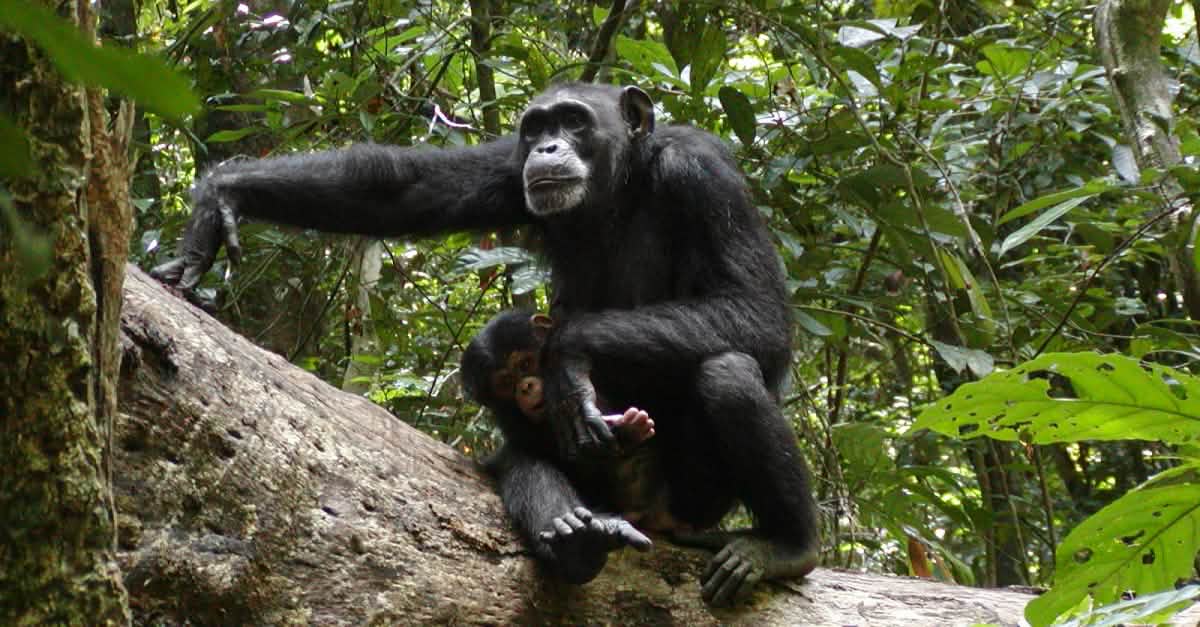 Côte d’Ivoire: A safe forest corridor for chimpanzees - Rainforest ...