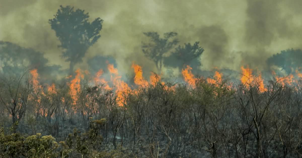 Rainforest Rescue speaks out against the EU-Mercosur Free Trade ...