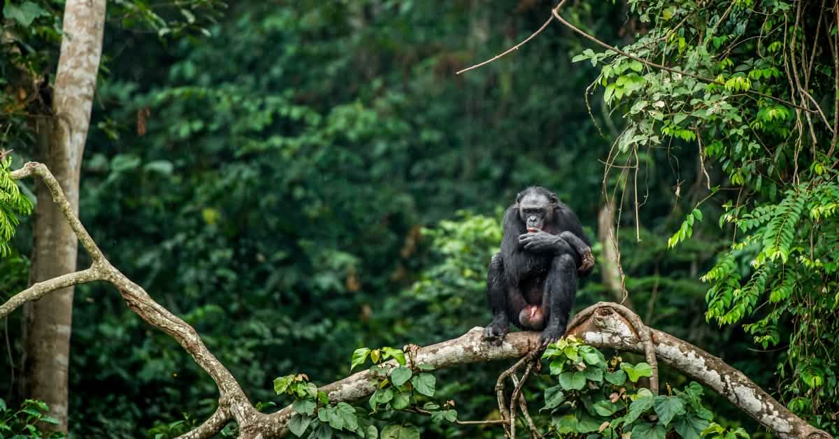 DRC: Do not sacrifice Congo's rainforests to the oil industry ...