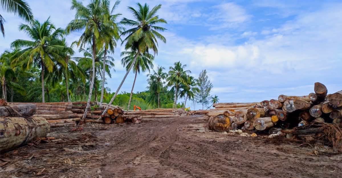 Indonesia: NO to the wholesale deforestation of the Mentawai islands ...