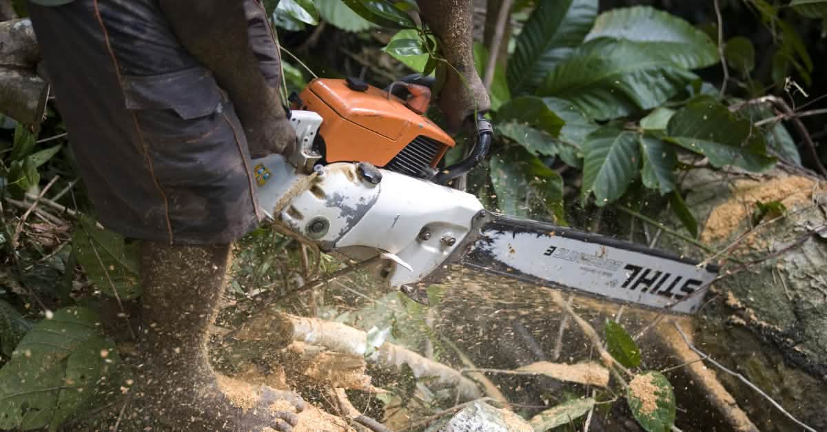 Get Stihl chainsaws out of the rainforest! - Rainforest Rescue ...