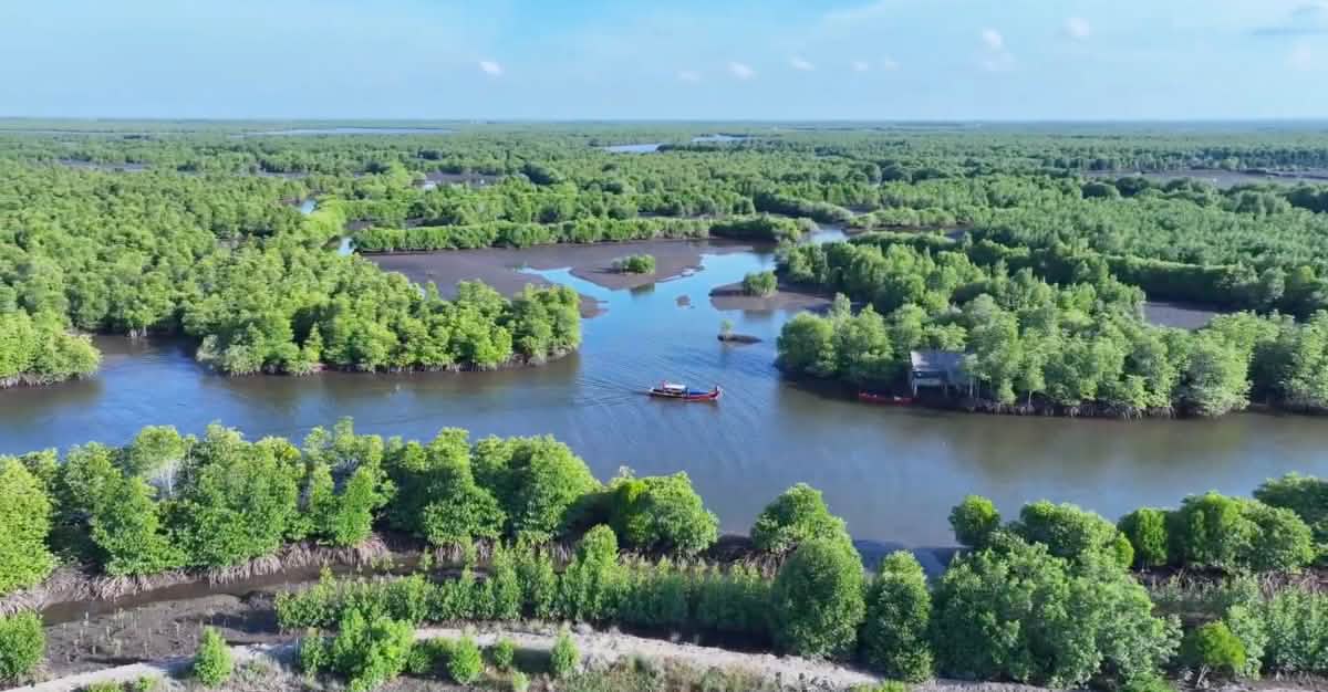 Indigenous people of Sumatra protect mangroves with strength and ...