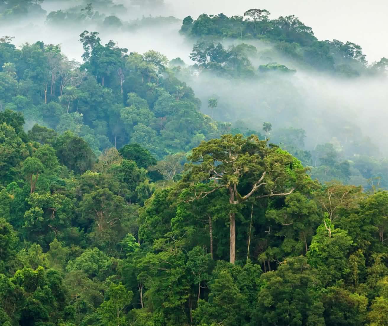 Rainforest conservation - Rainforest Rescue