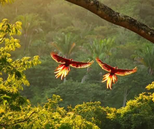 Search - Rainforest Rescue - Rainforest Rescue