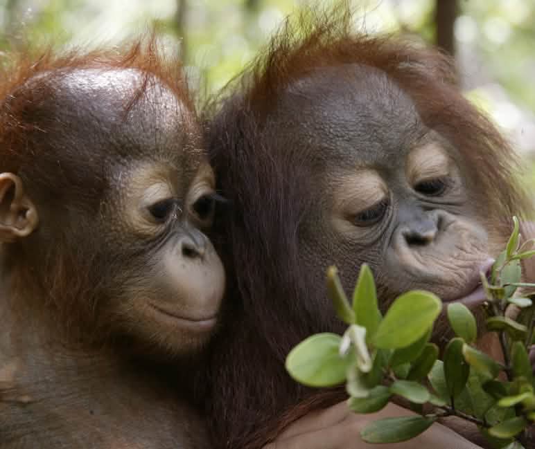 Our rainforest campaigns - Rainforest Rescue - Rainforest Rescue
