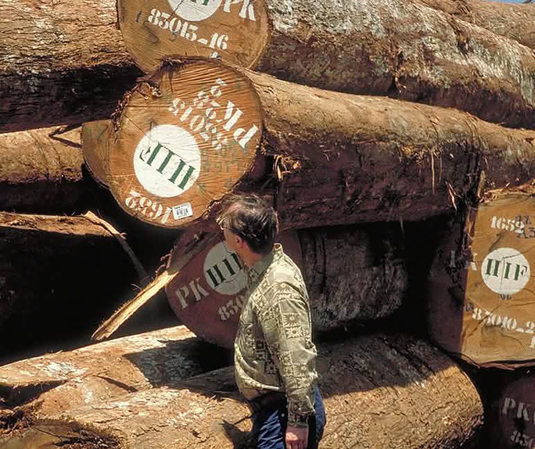 Tropical timber - Rainforest Rescue - Rainforest Rescue