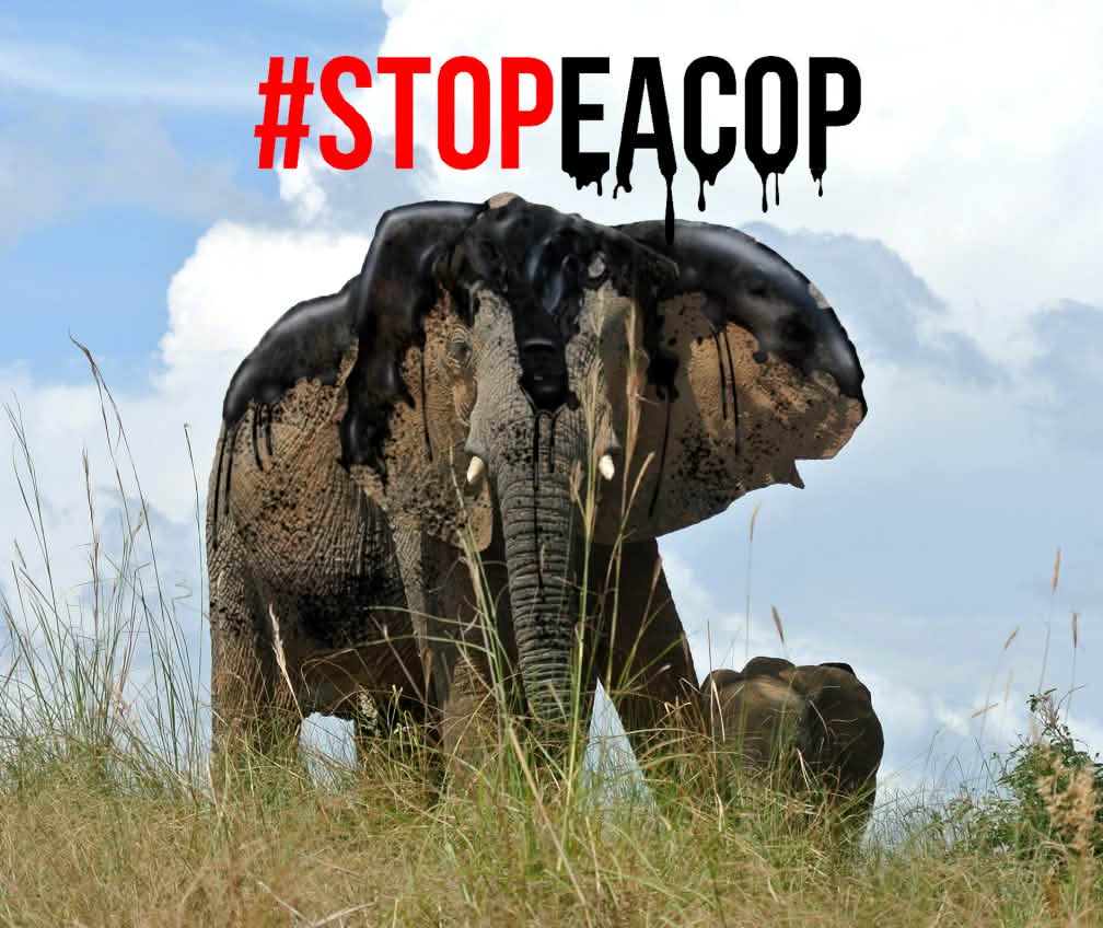 News and success stories - Rainforest Rescue - Rainforest Rescue