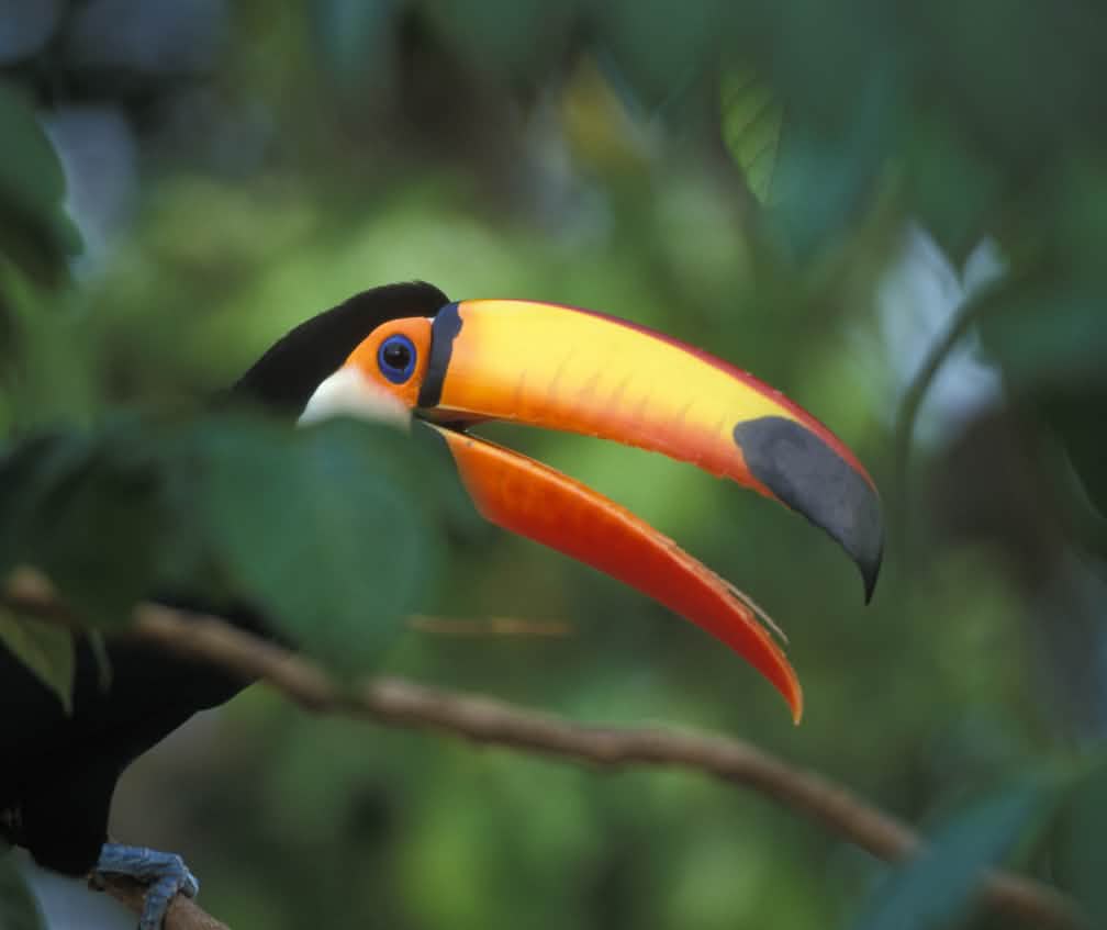 Donation alerts for rainforest conservation - Rainforest Rescue