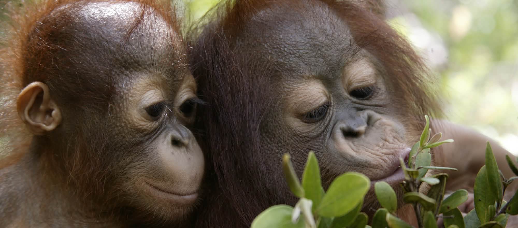 The rainforest - Rainforest Rescue - Rainforest Rescue