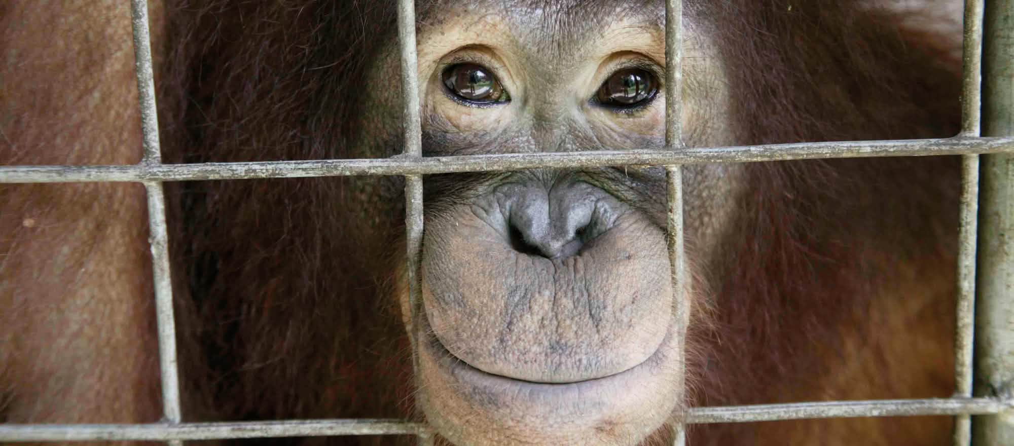 Spain: Pass a law to protect great apes NOW! - Rainforest Rescue ...