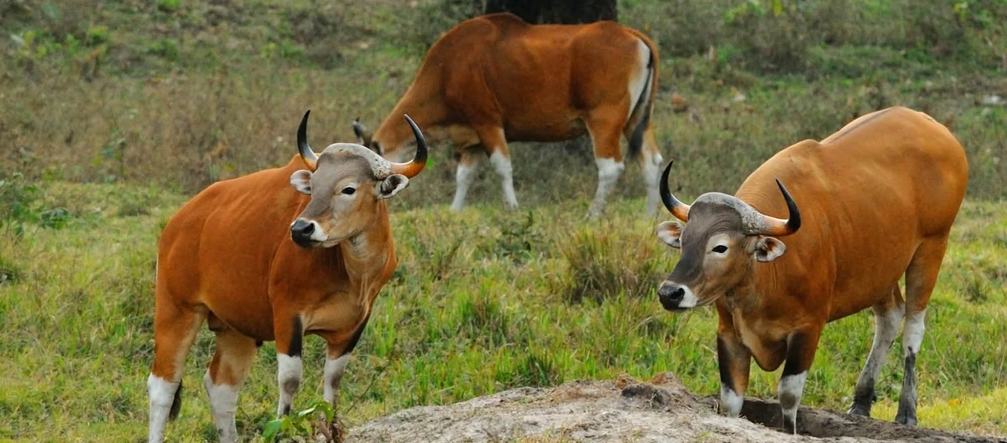 Cambodia: Save Prey Lang Forest! - Rainforest Rescue - Rainforest Rescue