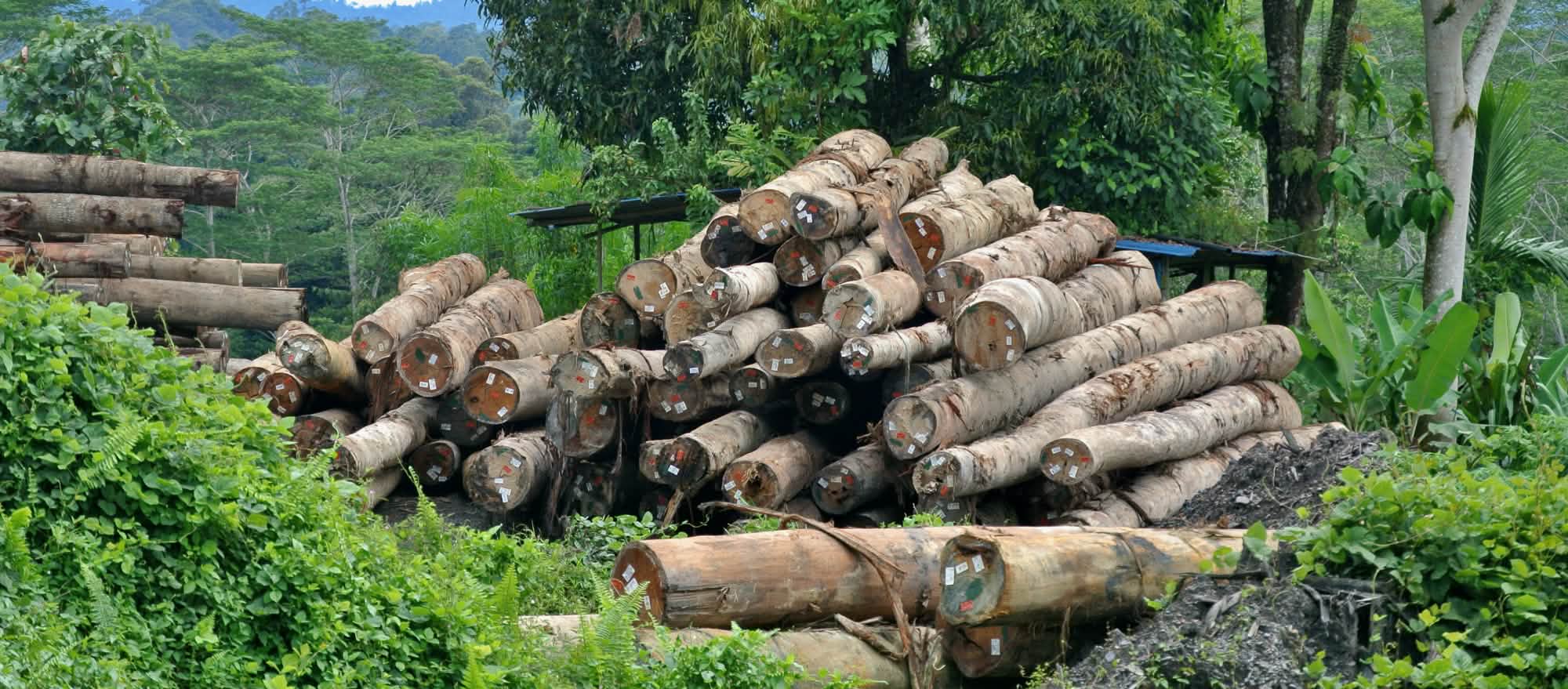 Tropical timber - Rainforest Rescue - Rainforest Rescue