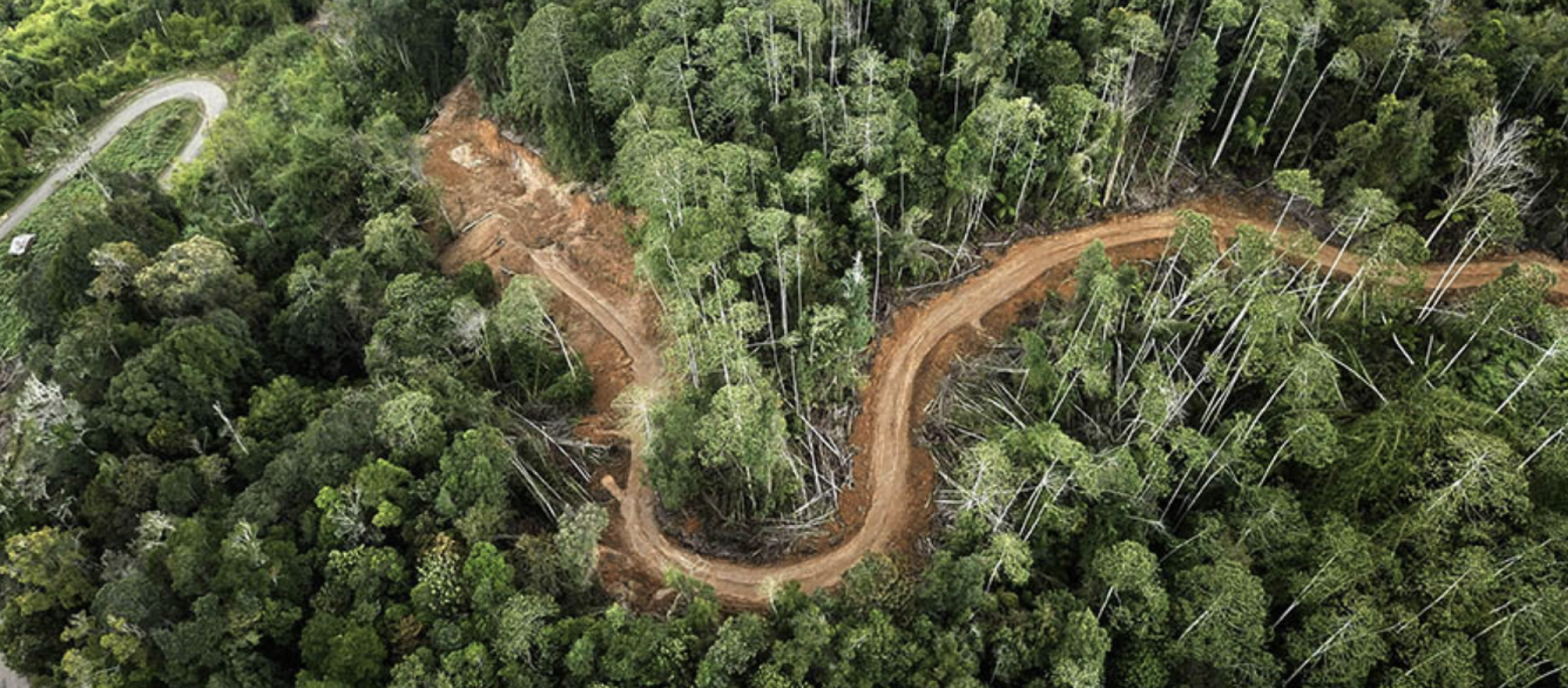 Indonesia: NO to a gold mine in Sumatra’s tiger forest! - Rainforest ...