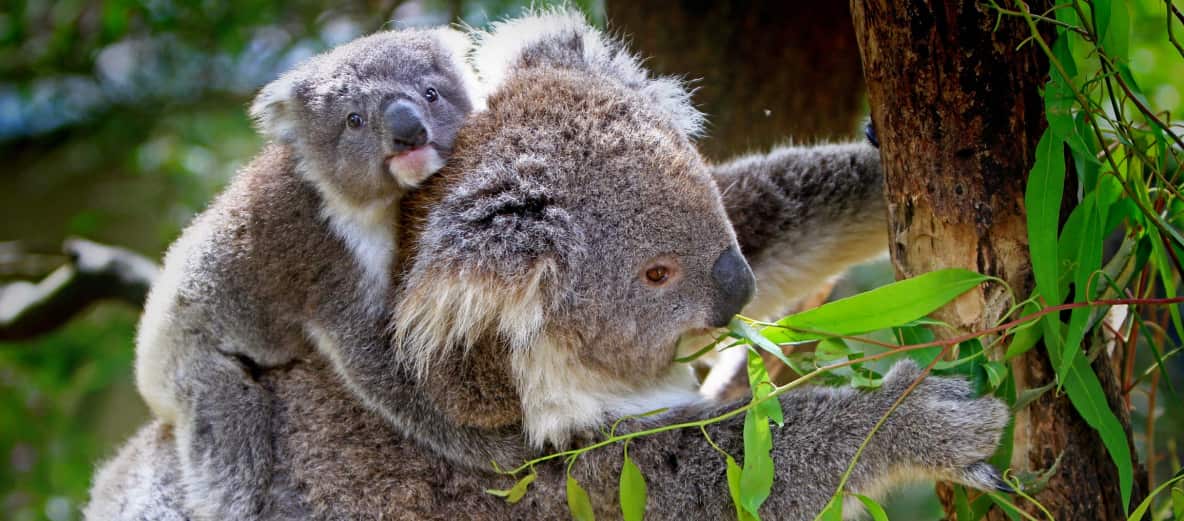 Australia: save the koalas’ forest! - Rainforest Rescue