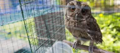 Giving captive birds their freedom - Rainforest Rescue - Rainforest Rescue