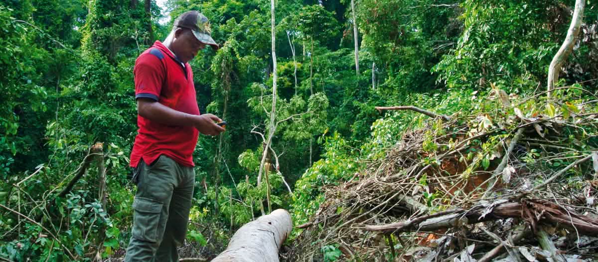 President strengthens forest protection – but police arrest forest ...